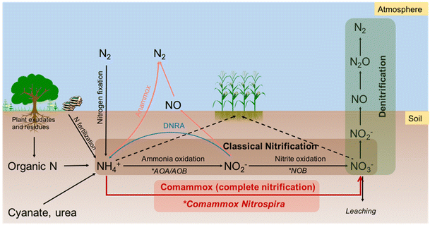 Comammox—a newly discovered nitrification process in the terrestrial ...