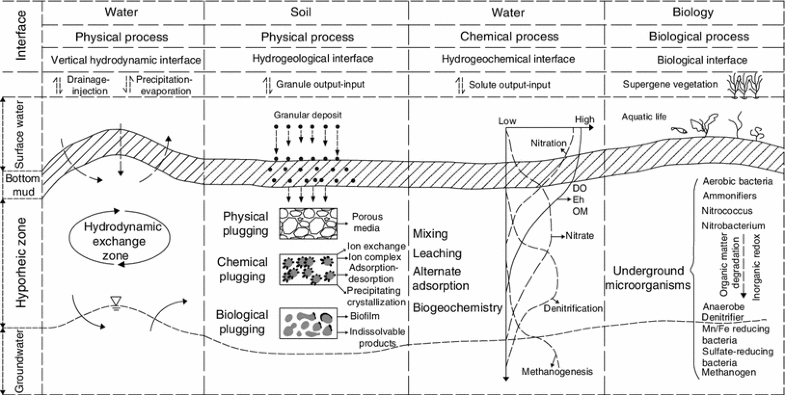 Nitrogen cycle in the hyporheic zone of natural wetlands | SpringerLink