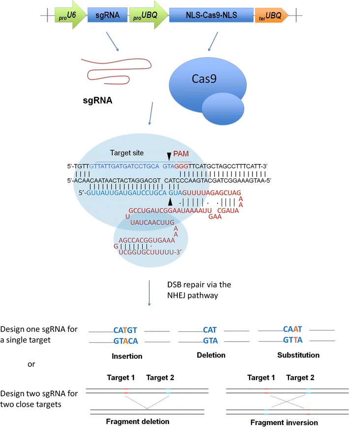A detailed procedure for CRISPR/Cas9-mediated gene editing in ...