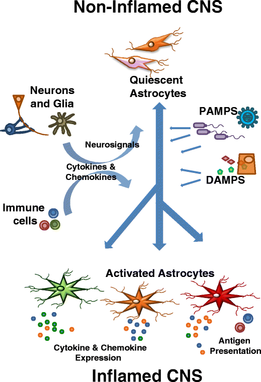 Immune Players in the CNS: The Astrocyte | SpringerLink