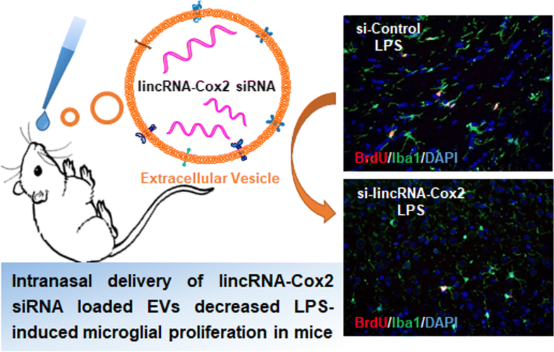 Intranasal Delivery of lincRNA-Cox2 siRNA Loaded Extracellular Vesicles ...
