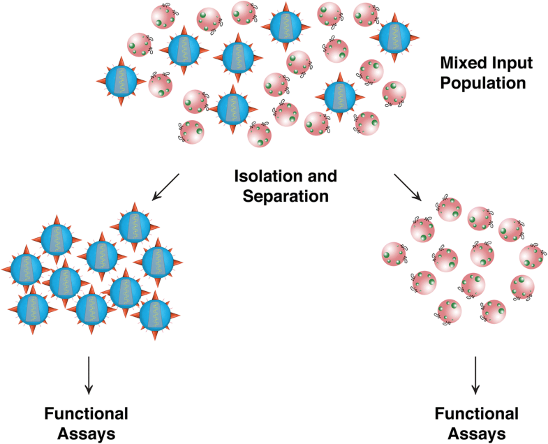 Modern Techniques for the Isolation of Extracellular Vesicles and ...