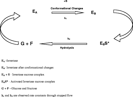 Reaction Kinetics of the Invertase from Yeast ( S. Cerevisiae ...
