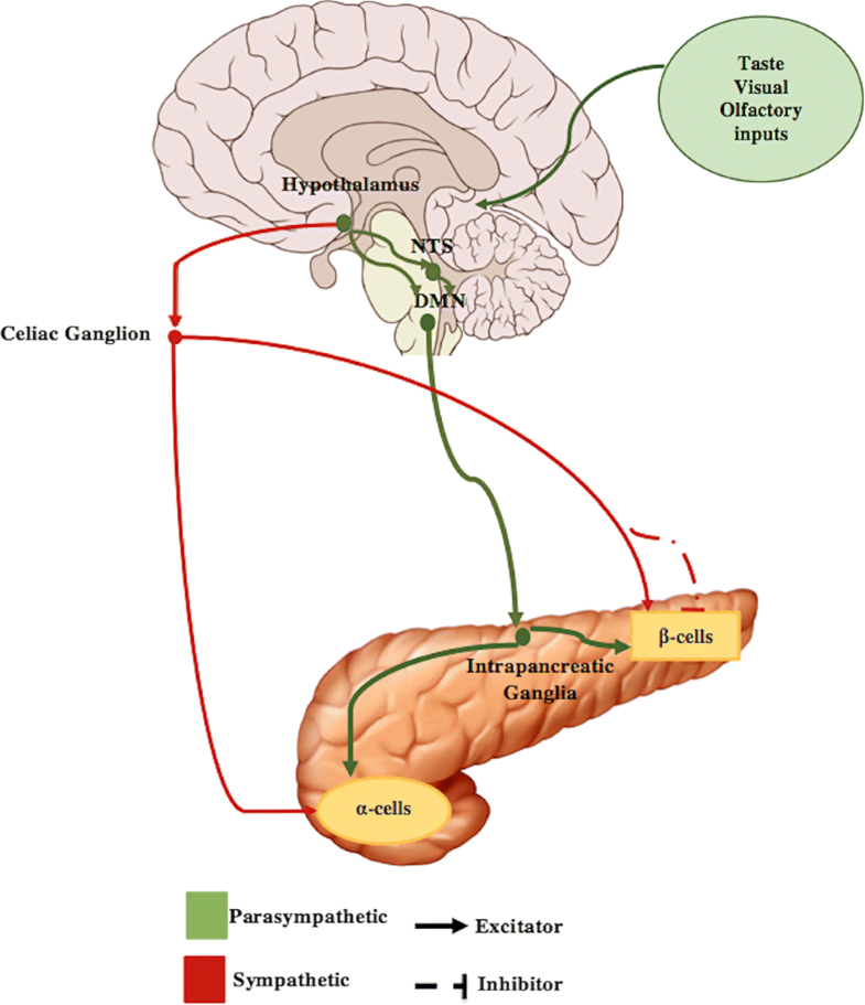 Modeling the effect of the cephalic phase of insulin secretion on ...