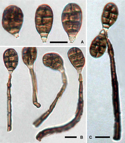 Acrodictys (Hyphomycetes) and related genera from China | SpringerLink