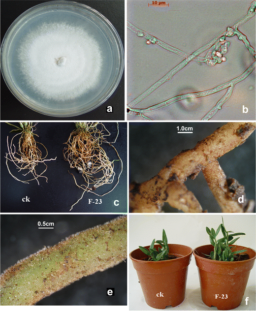 Mycena sp., a mycorrhizal fungus of the orchid Dendrobium officinale ...