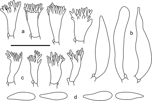 Marasmioid and gymnopoid fungi of the Republic of Korea. 4. Marasmius ...