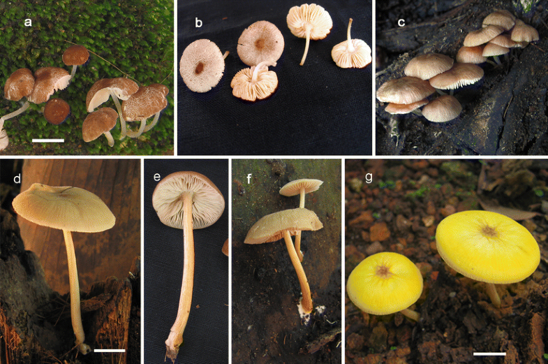 Two new species of Pluteus ( Pluteaceae, Agaricales) from India and ...