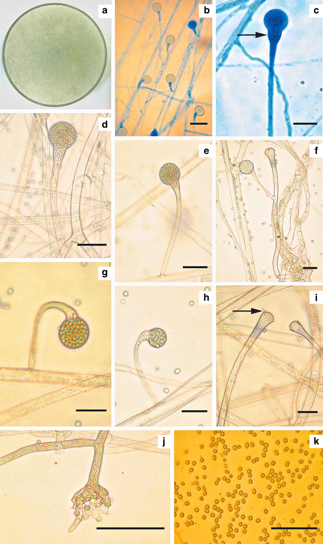 A new species of Lichtheimia (Mucoromycotina, Mucorales) isolated from ...