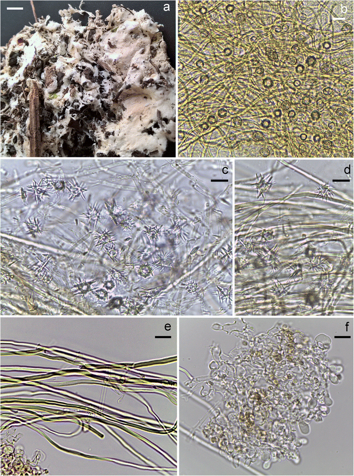 Two new Trechispora species from La Réunion Island | SpringerLink