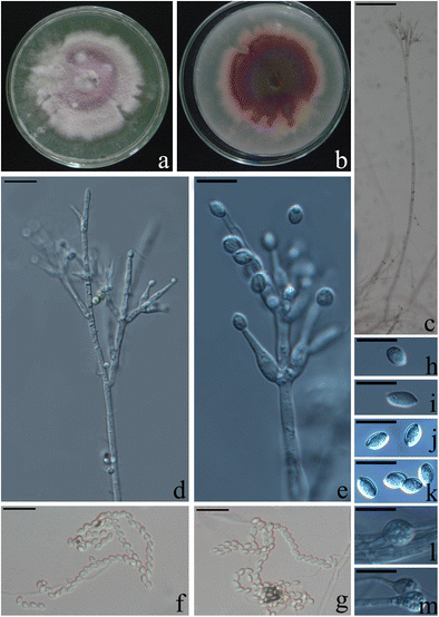 Phylogenetic assessment and taxonomic revision of Mariannaea | SpringerLink