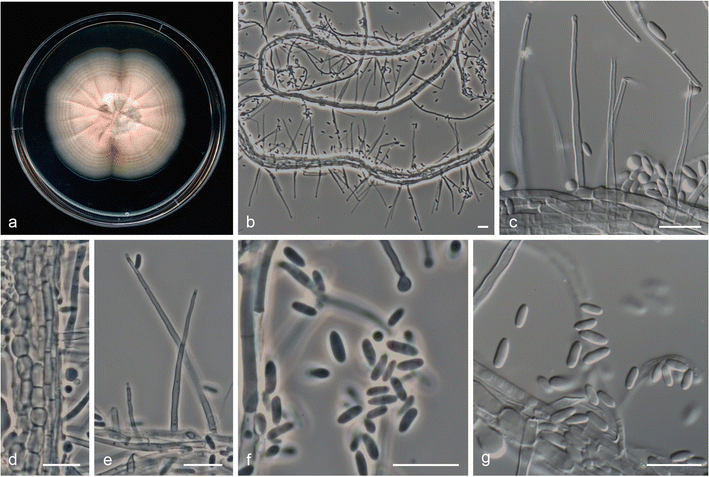 New acremonium-like species in the Bionectriaceae and ...