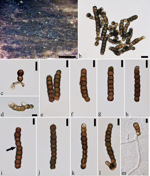 Molecular taxonomy and morphological characterization reveal new ...