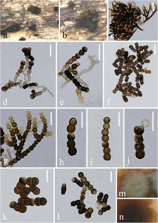 Morphology and multigene phylogeny reveal new genus and species of Torulaceae from freshwater ...