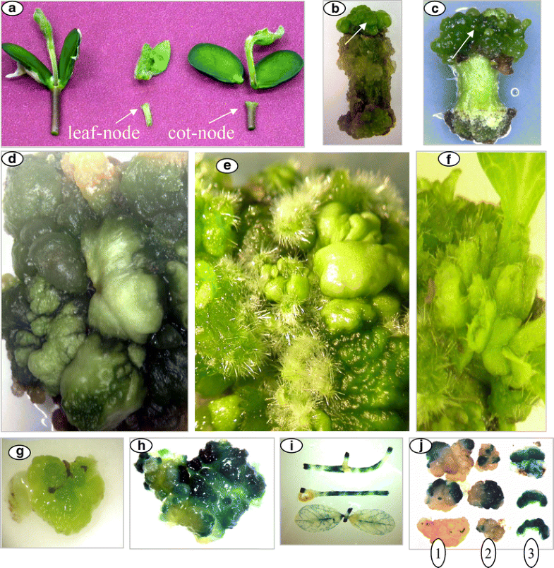 Organogenic callus as the target for plant regeneration and ...