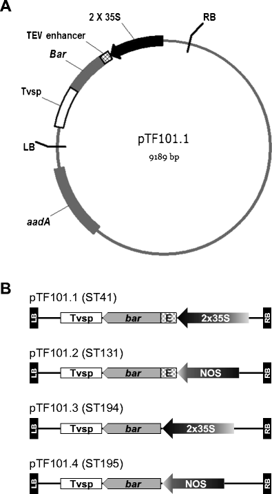 Comparison of transformation frequency using the bar gene regulated by ...