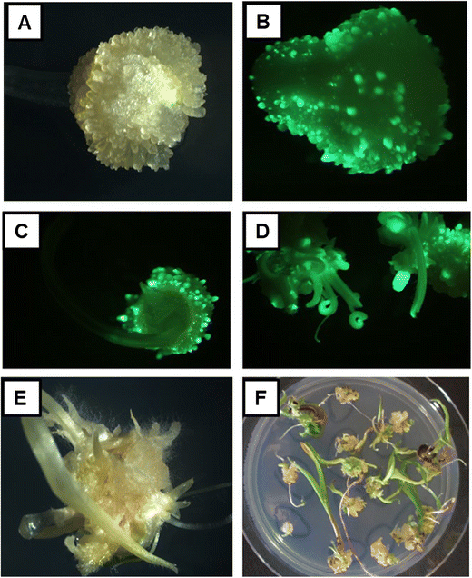 Rapid genotype “independent” Zea mays L. (maize) transformation via ...