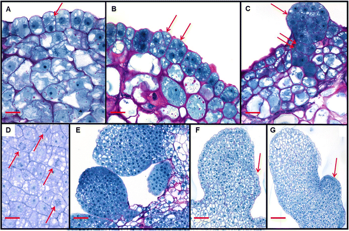 Rapid genotype “independent” Zea mays L. (maize) transformation via ...