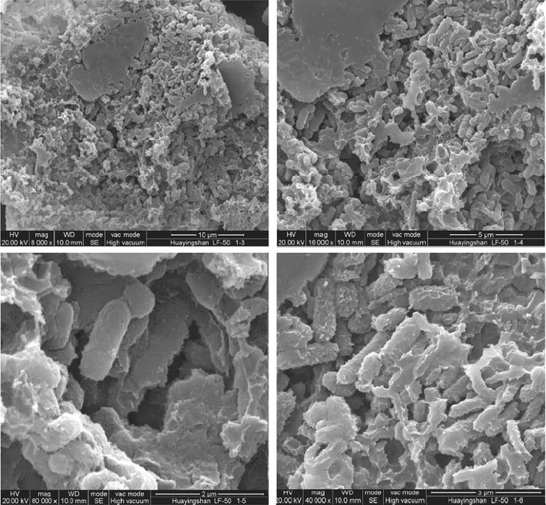 Identification of bacterial fossils in marine source rocks in South ...