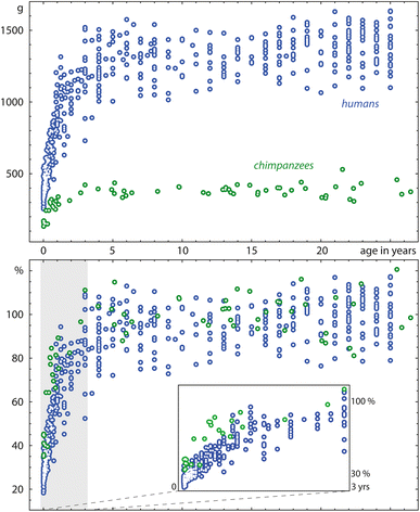 The Evolution of Human Brain Development | SpringerLink