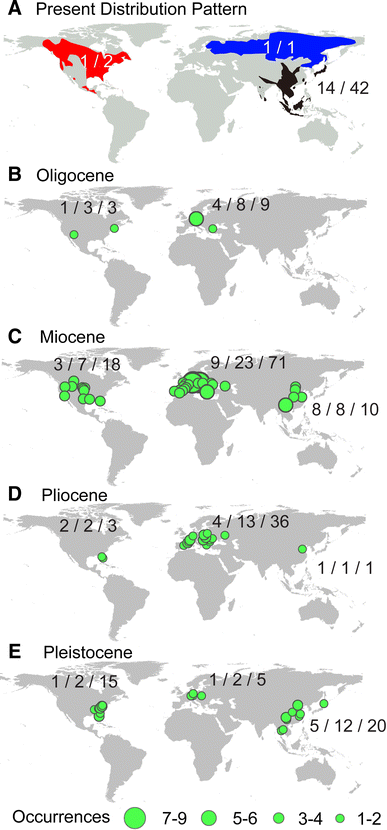 The Evolution and Paleobiogeography of Flying Squirrels (Sciuridae ...