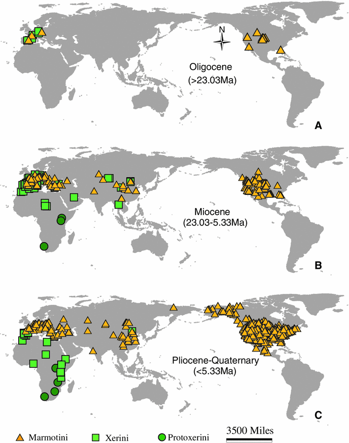 Historical Biogeography and Body Form Evolution of Ground Squirrels ...