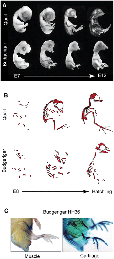 Altriciality and the Evolution of Toe Orientation in Birds | SpringerLink
