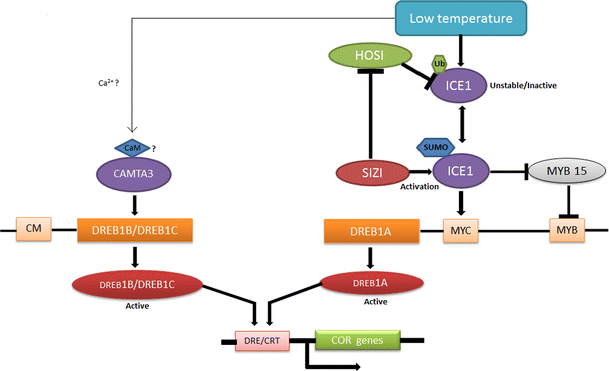 Functional role of DREB and ERF transcription factors: regulating ...