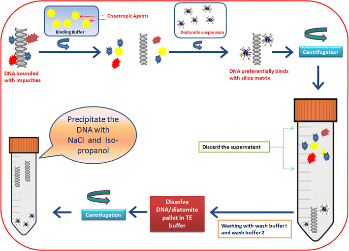 An improved method of DNA purification from secondary metabolites rich ...