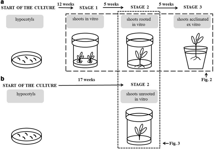 Rooting affects the photosystem II activity: in vitro and ex vitro ...