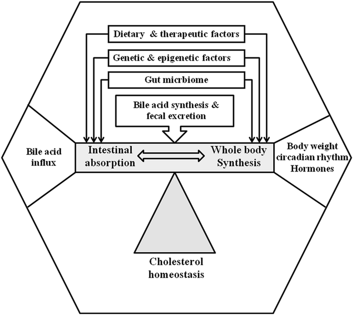Revisiting Human Cholesterol Synthesis and Absorption: The Reciprocity ...