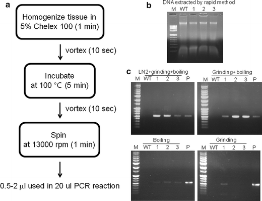Rapid and simple method for DNA extraction from plant and algal species ...