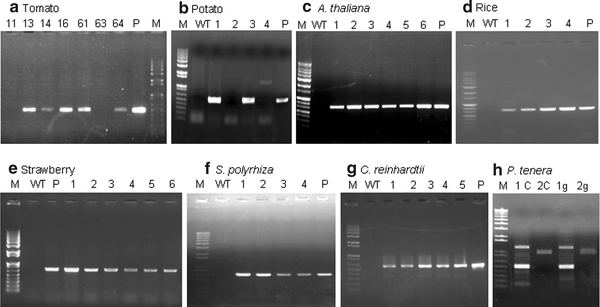 Rapid and simple method for DNA extraction from plant and algal species ...