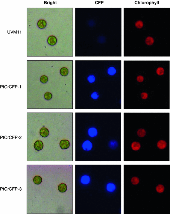 Development of cyan fluorescent protein (CFP) reporter system in green ...
