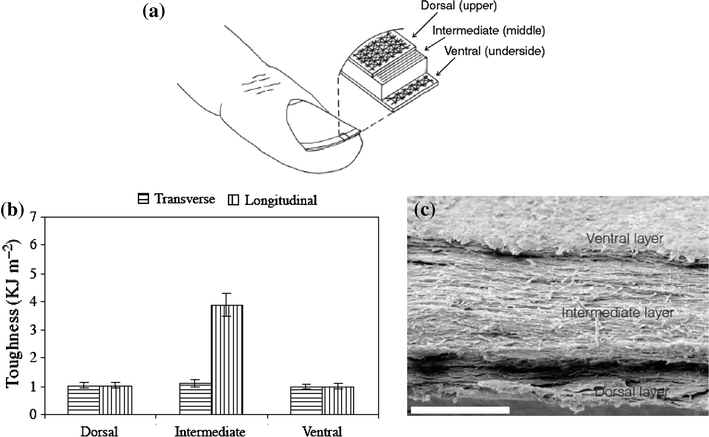 The Structure, Functions, and Mechanical Properties of Keratin ...