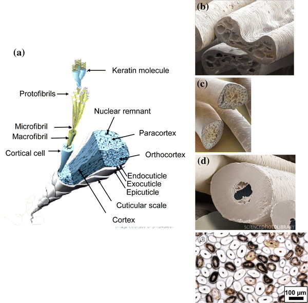 The Structure, Functions, and Mechanical Properties of Keratin ...
