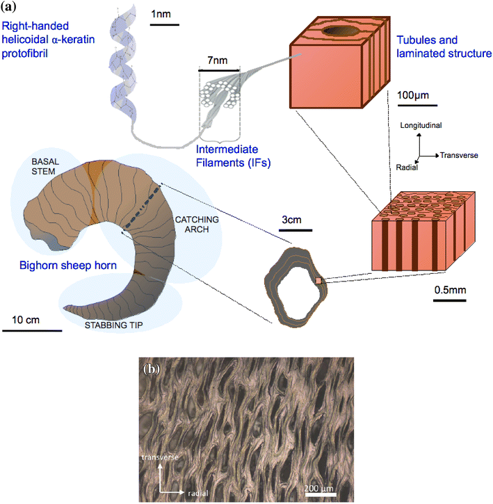 The Structure, Functions, and Mechanical Properties of Keratin ...