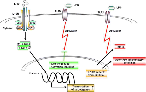 Interleukin-10 and Interleukin-10–Receptor Defects in Inflammatory ...