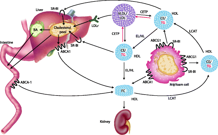 Role of Hepatic Lipase and Endothelial Lipase in High-Density ...