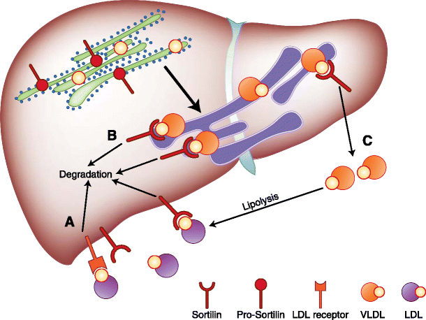 Sortilin as a Regulator of Lipoprotein Metabolism | SpringerLink