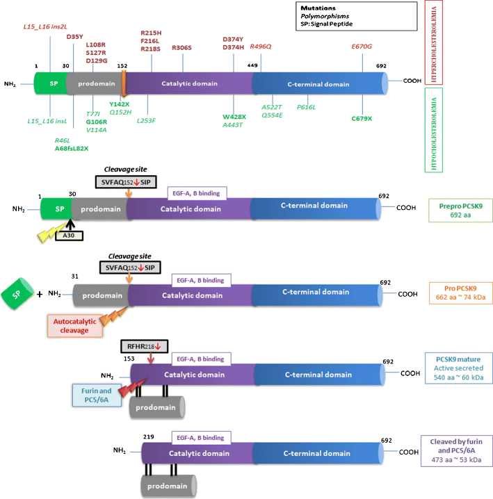 Living the PCSK9 Adventure: from the Identification of a New Gene in ...