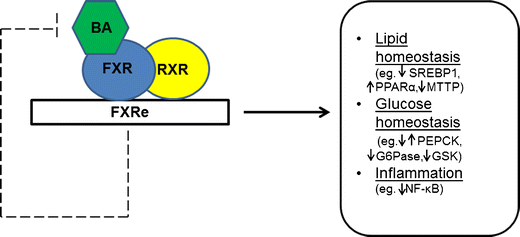 FXR Agonists as Therapeutic Agents for Non-alcoholic Fatty Liver ...