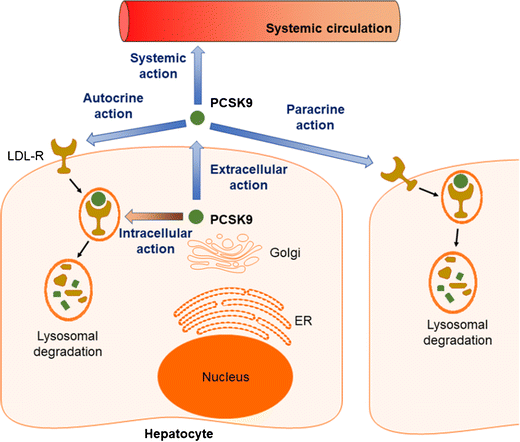 Pleiotropic Anti-atherosclerotic Effects of PCSK9 Inhibitors From ...