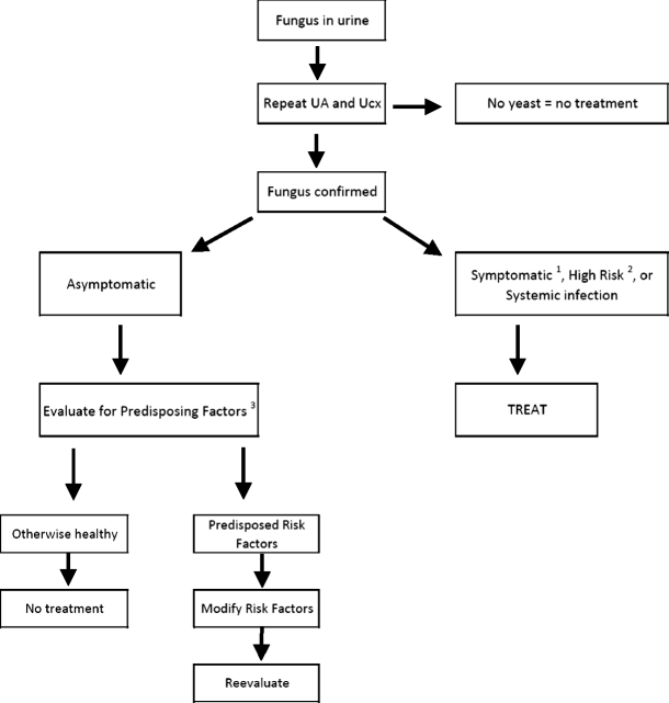 Diagnosis and Management of Fungal Urinary Tract Infections | SpringerLink