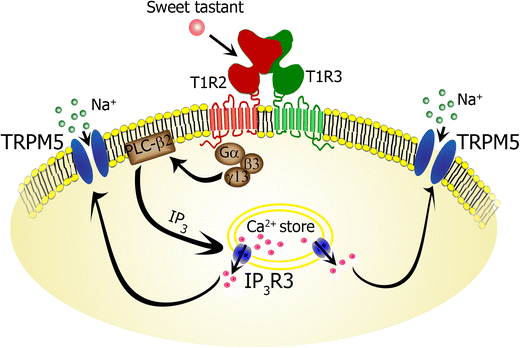 What Does Diabetes “Taste” Like? | SpringerLink
