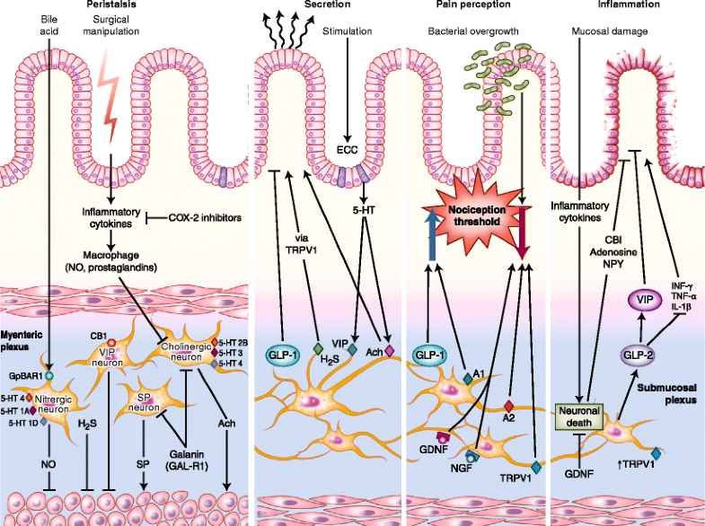 Enteric Nervous System in the Small Intestine: Pathophysiology and ...