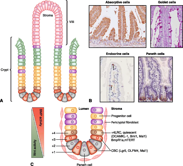 Intestinal Stem Cells | SpringerLink