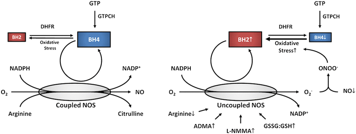 Recoupling the Cardiac Nitric Oxide Synthases: Tetrahydrobiopterin ...
