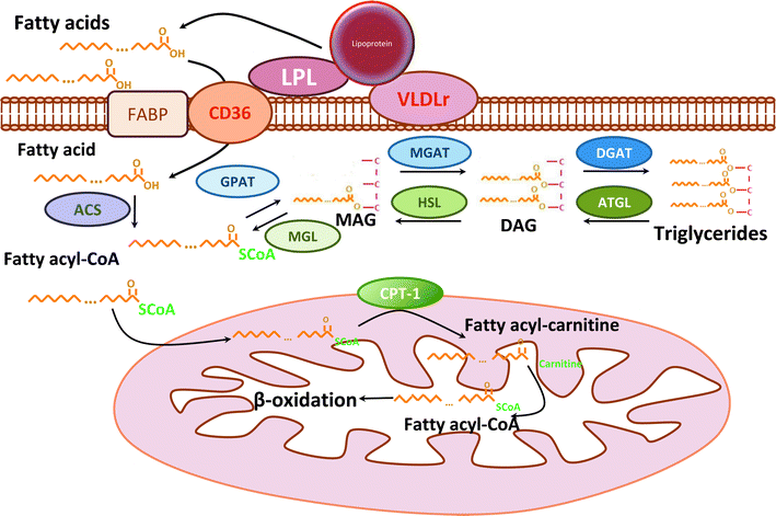 Cardiac Lipotoxicity: Molecular Pathways and Therapeutic Implications ...