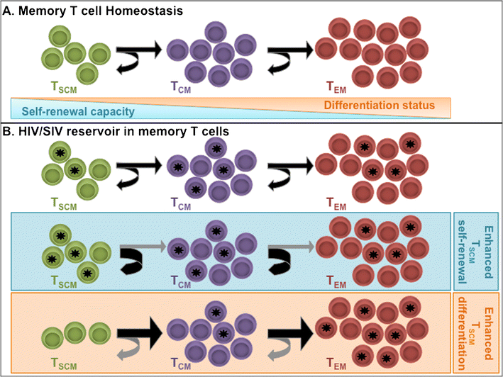 T Memory Stem Cells and HIV: a Long-Term Relationship | SpringerLink